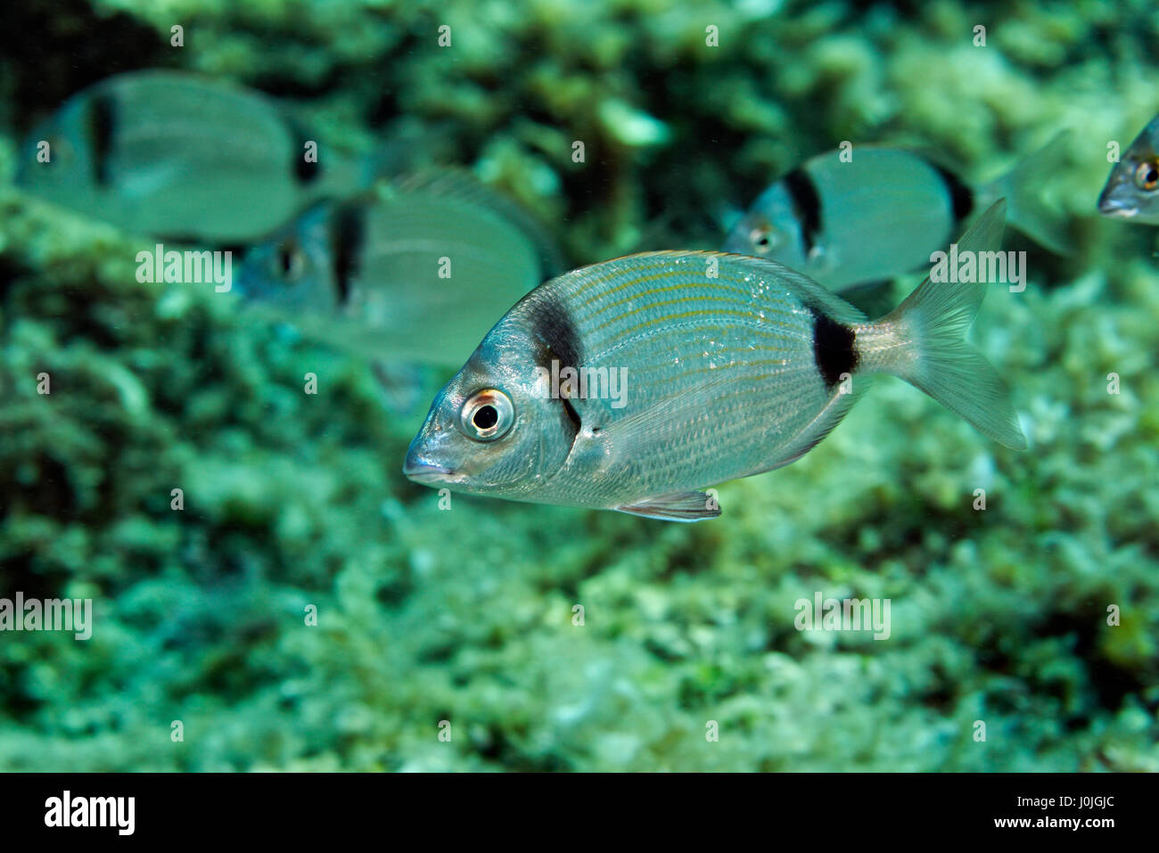 Benthopelagic fish hi-res stock photography and images - Alamy