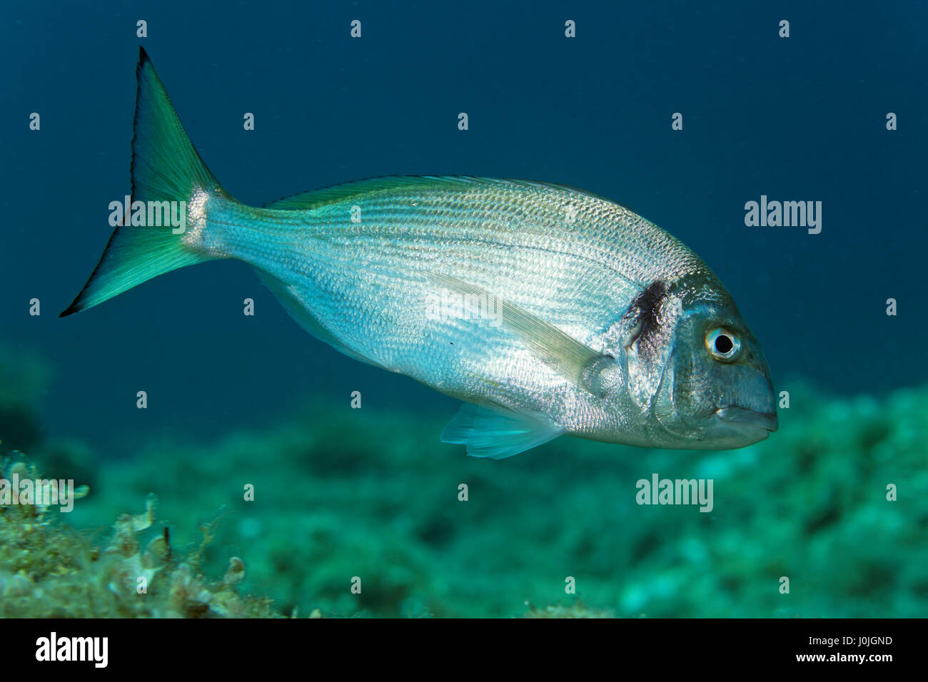 The gilt-head (sea) bream (Sparus aurata) from Telašćica Nature Park ...