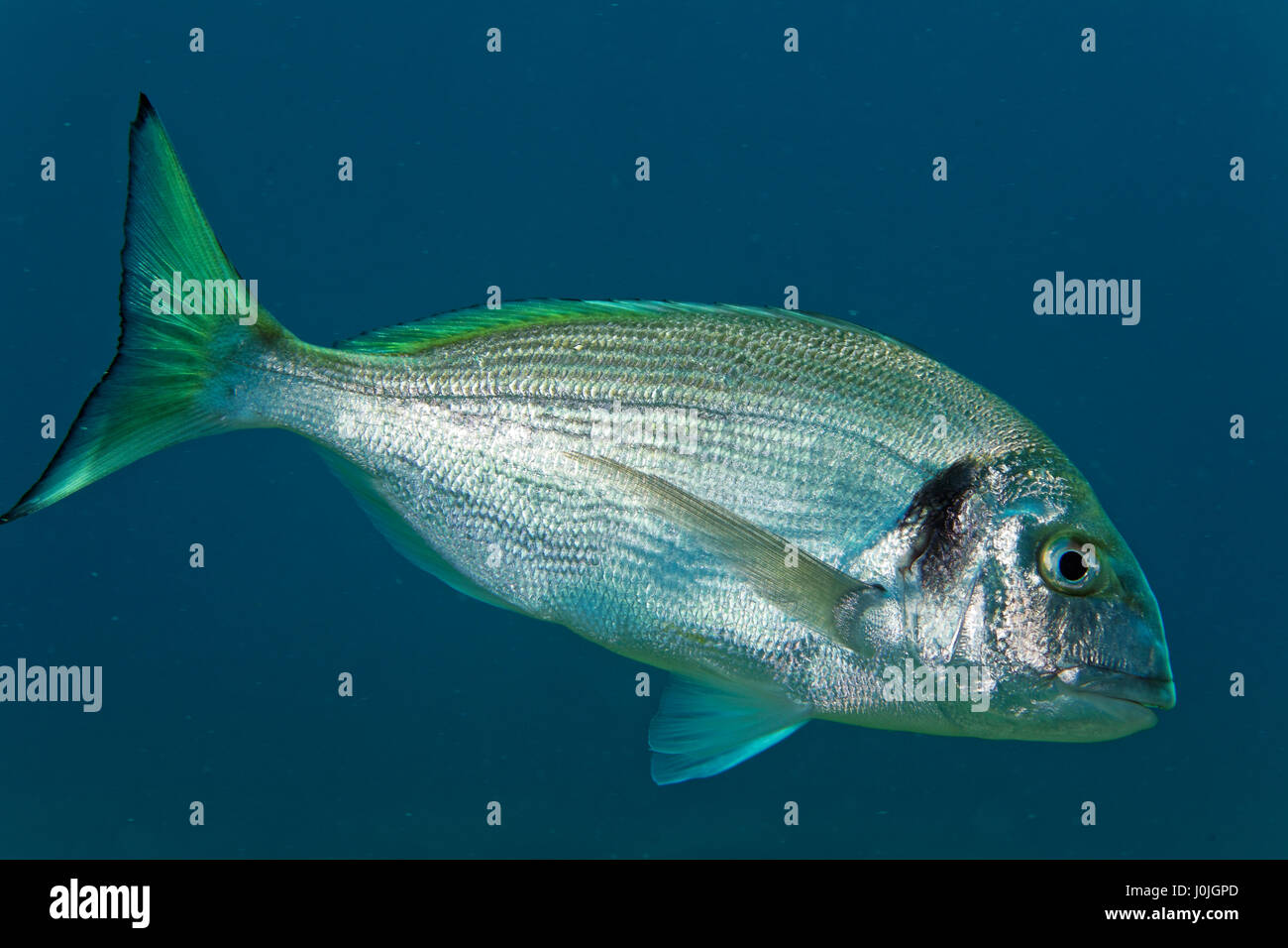 Gilt head sea bream hi-res stock photography and images - Alamy