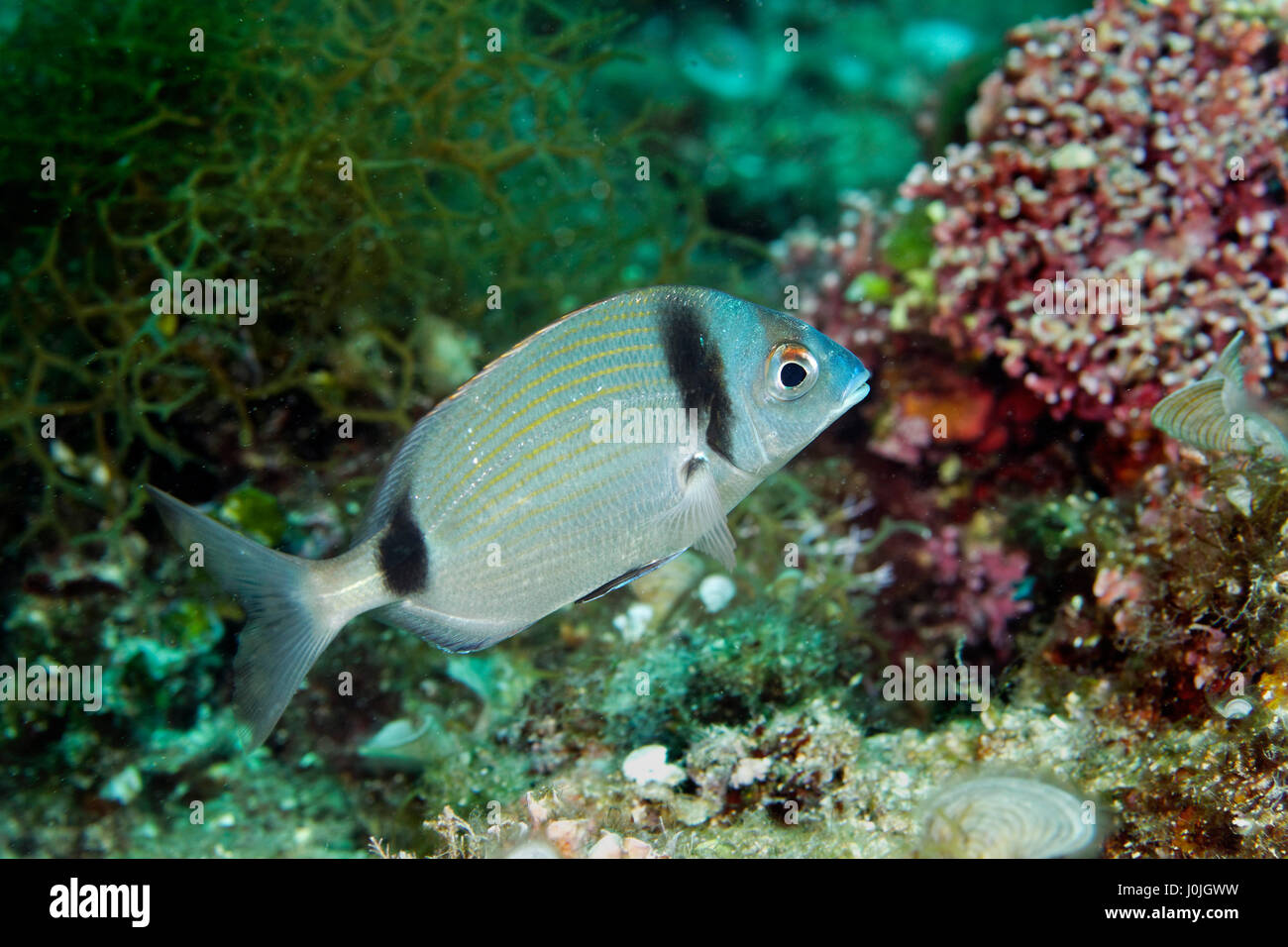 Gregarious nature hi-res stock photography and images - Alamy