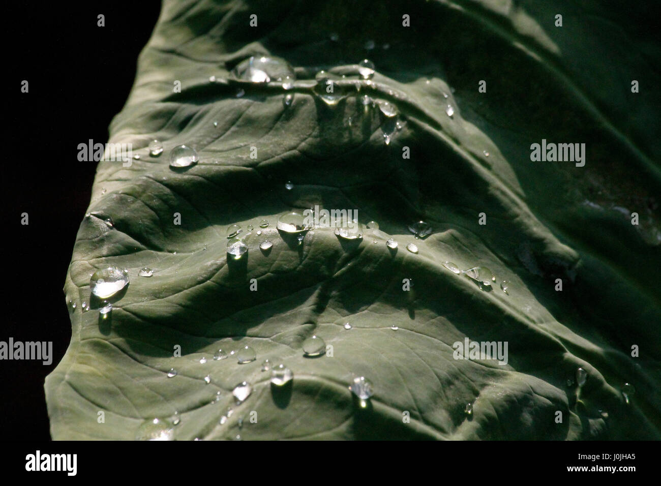 Kerala water plants hi-res stock photography and images - Alamy