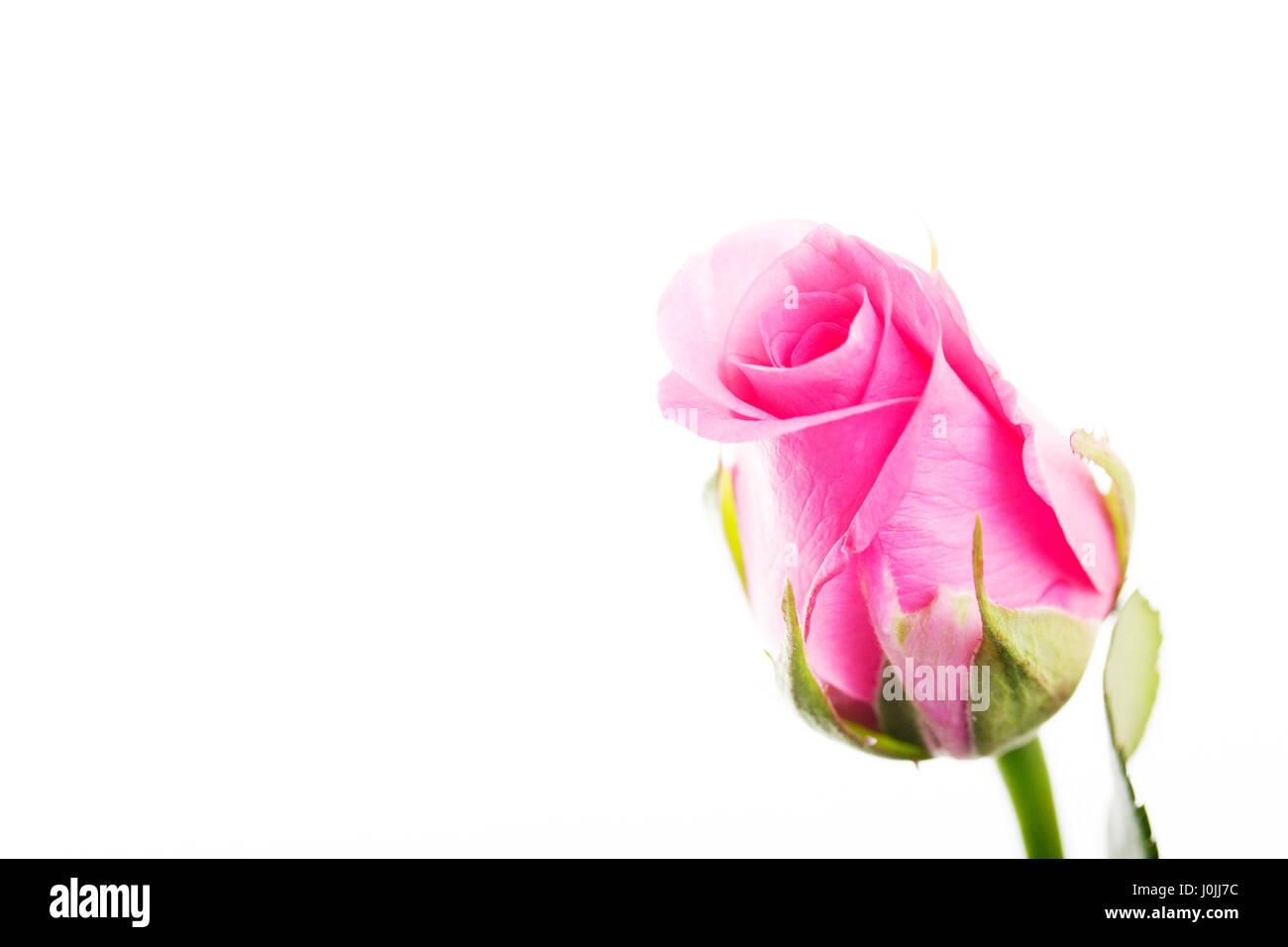 Delicate pink rose on a plain white background Stock Photo - Alamy