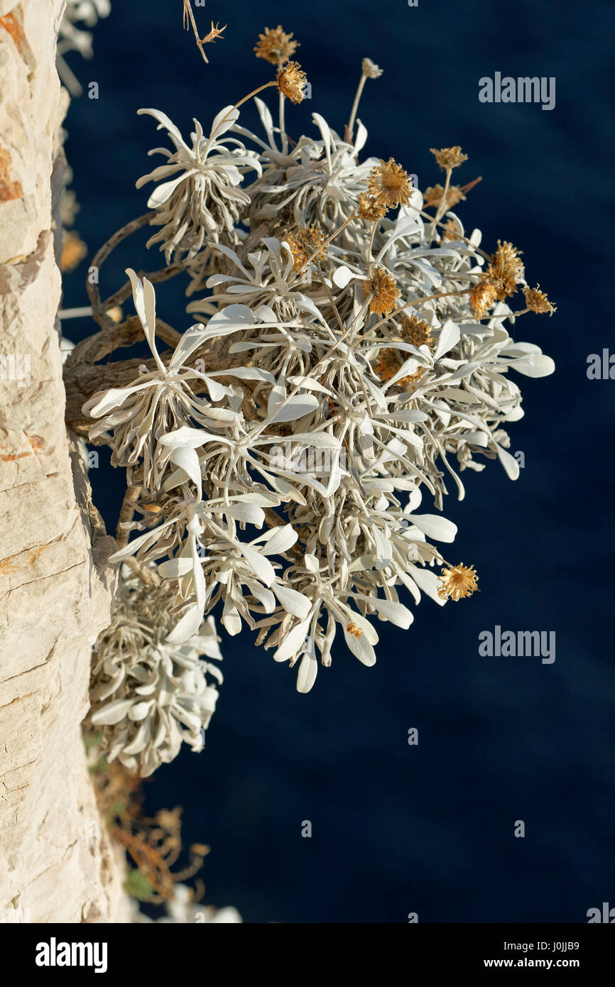 Centaurea ragusina plant on vertical cliffs of Telašćica Nature Park ...