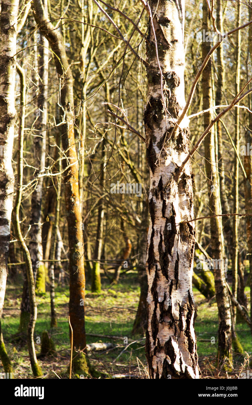 Low sun through trees in english woods Stock Photo - Alamy