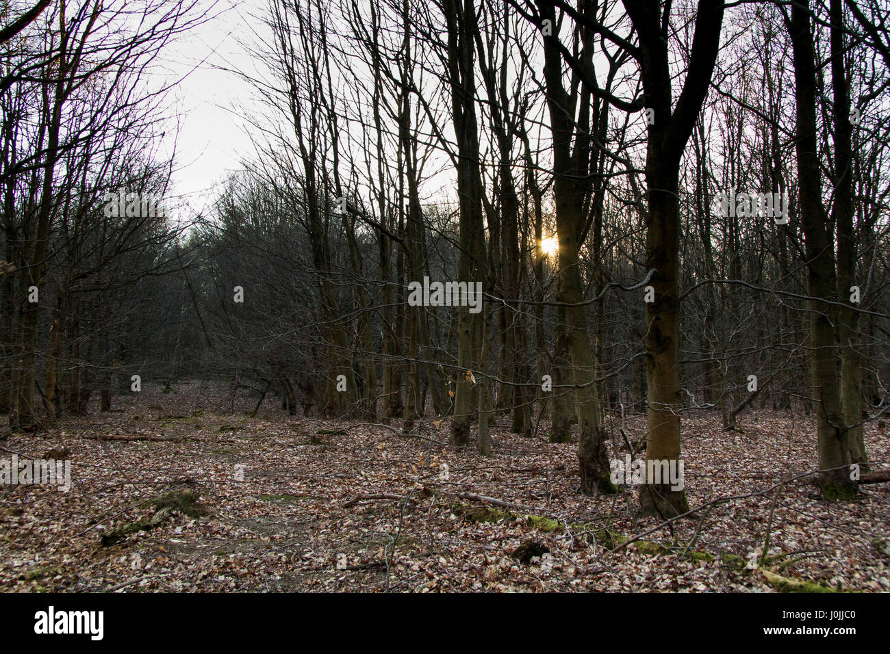 Low sun through trees in english woods Stock Photo - Alamy