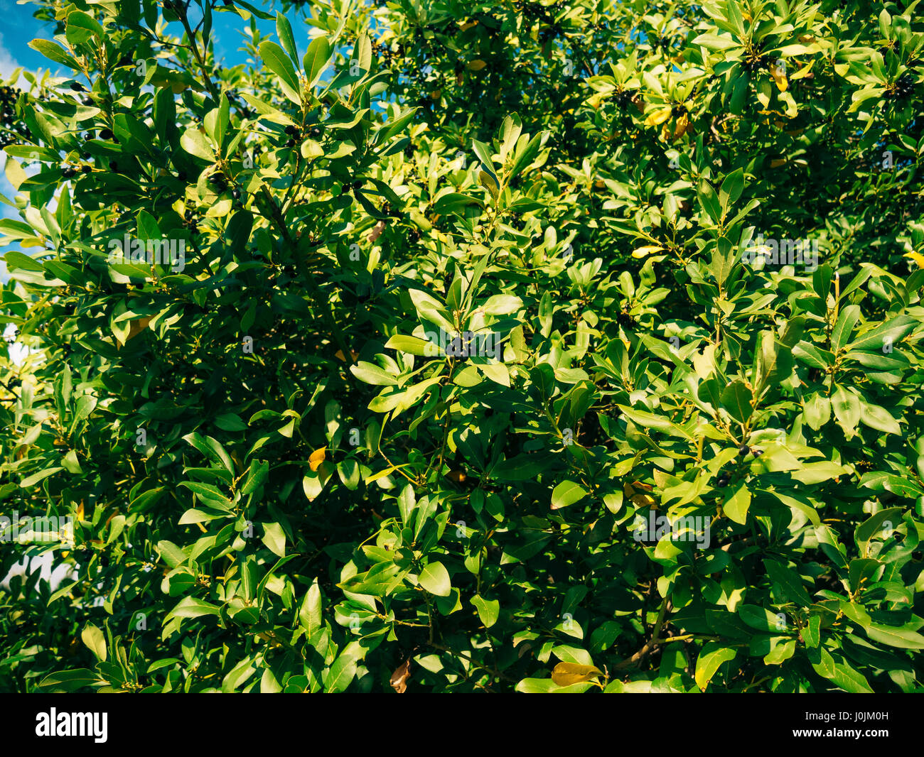 Leaves of laurel and berries on a tree. Laurel leaf in the wild nature ...