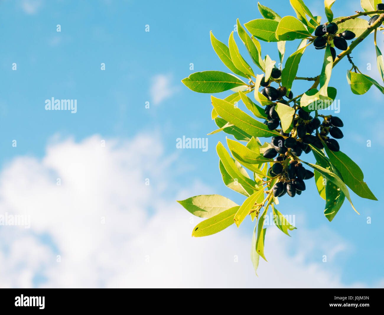 Leaves of laurel and berries on a tree. Laurel leaf in the wild nature ...