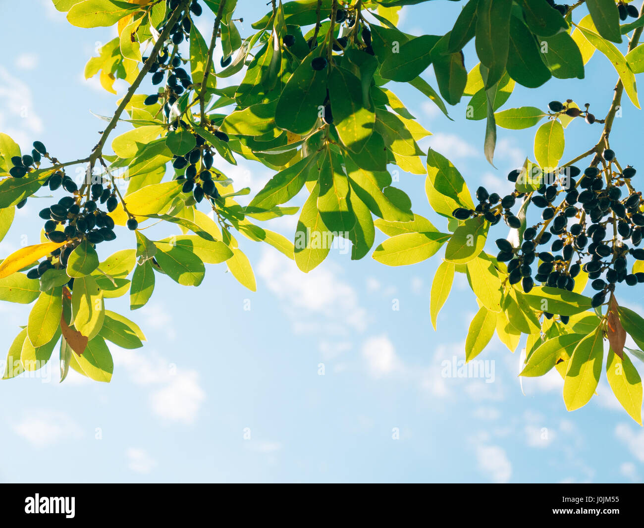 Leaves of laurel and berries on a tree. Laurel leaf in the wild nature ...