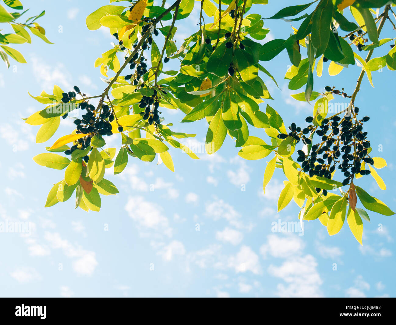 Leaves of laurel and berries on a tree. Laurel leaf in the wild nature ...