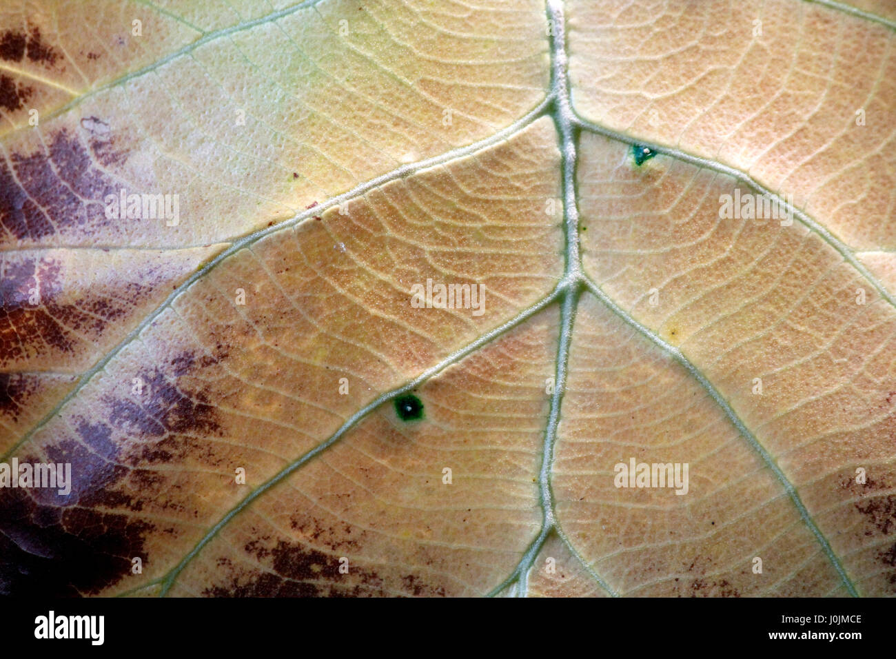 Leaf of teak tree hi-res stock photography and images - Alamy