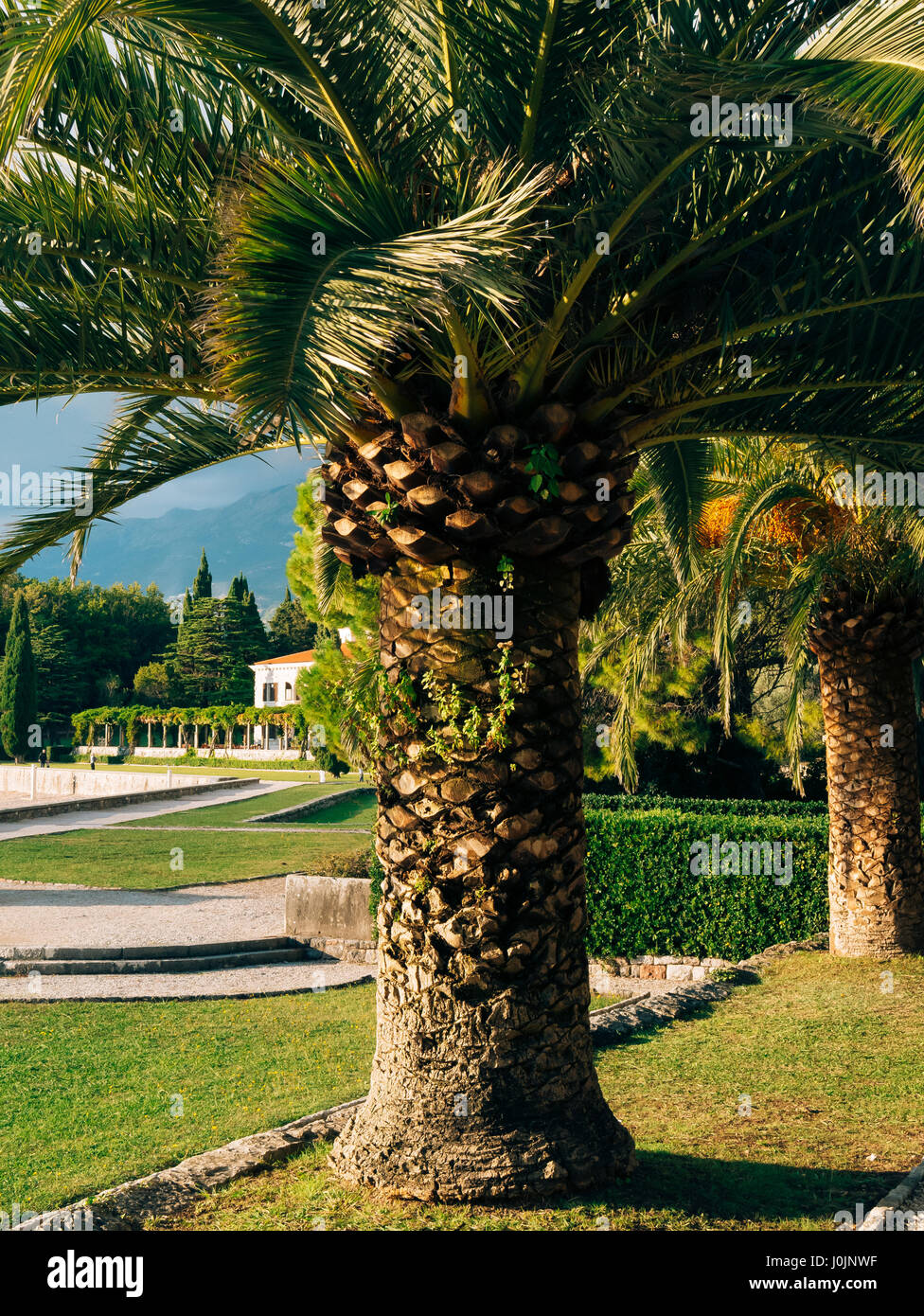 Date palm in montenegro fruit hi-res stock photography and images - Alamy