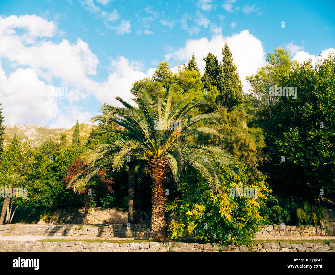 Palm tree. Date tree forest in Montenegro Stock Photo - Alamy