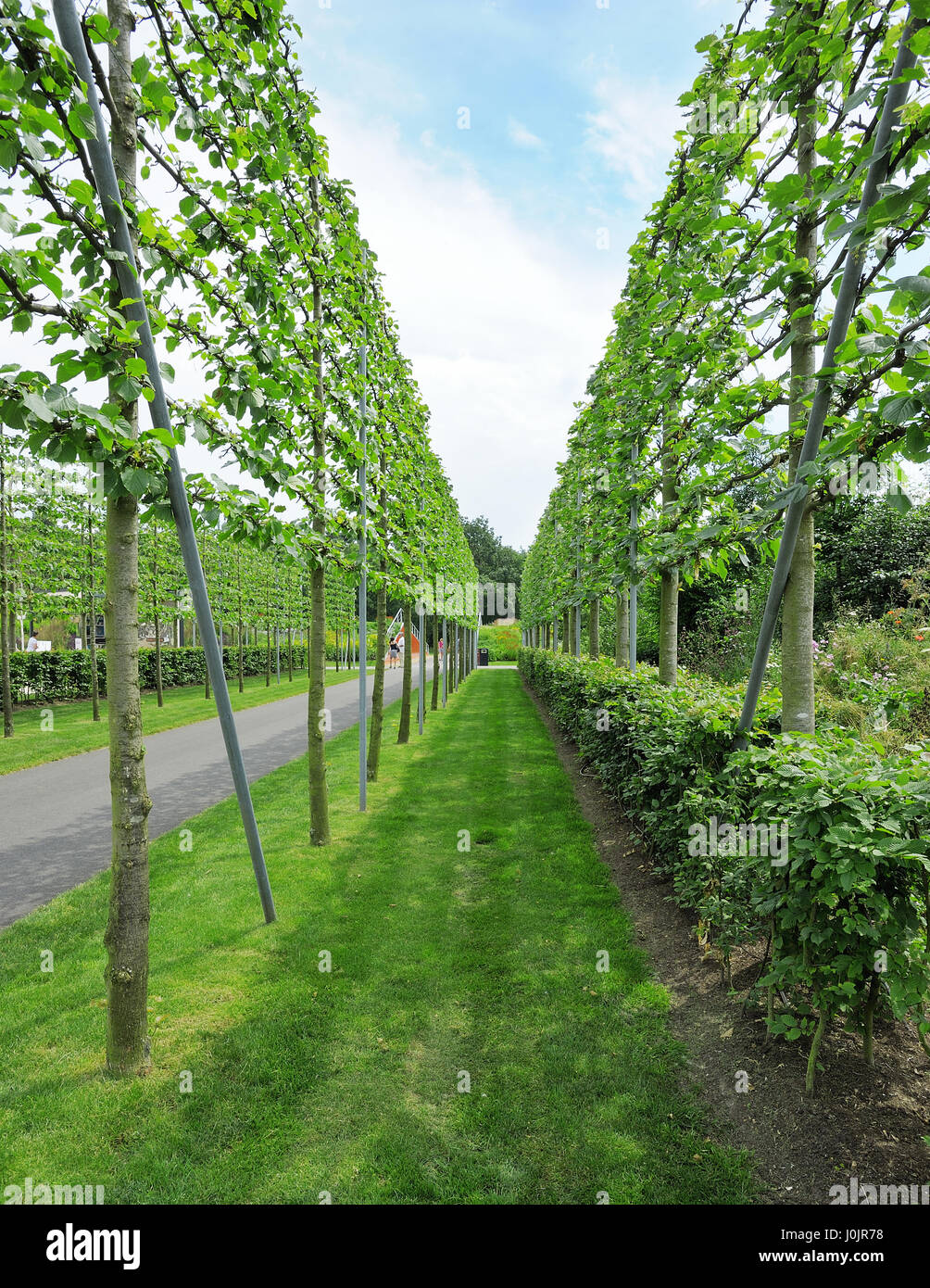 Сrown of fruit trees on trellis, demonstrated at the exhibition Stock ...