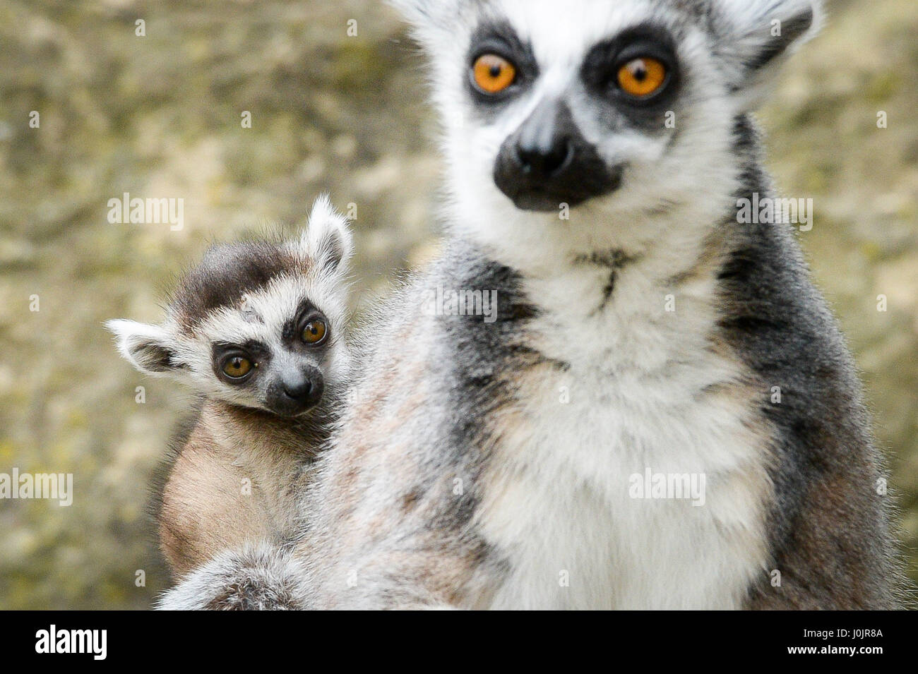 A baby lemur on its mother's back at Bristol Zoo Gardens, after two of ...