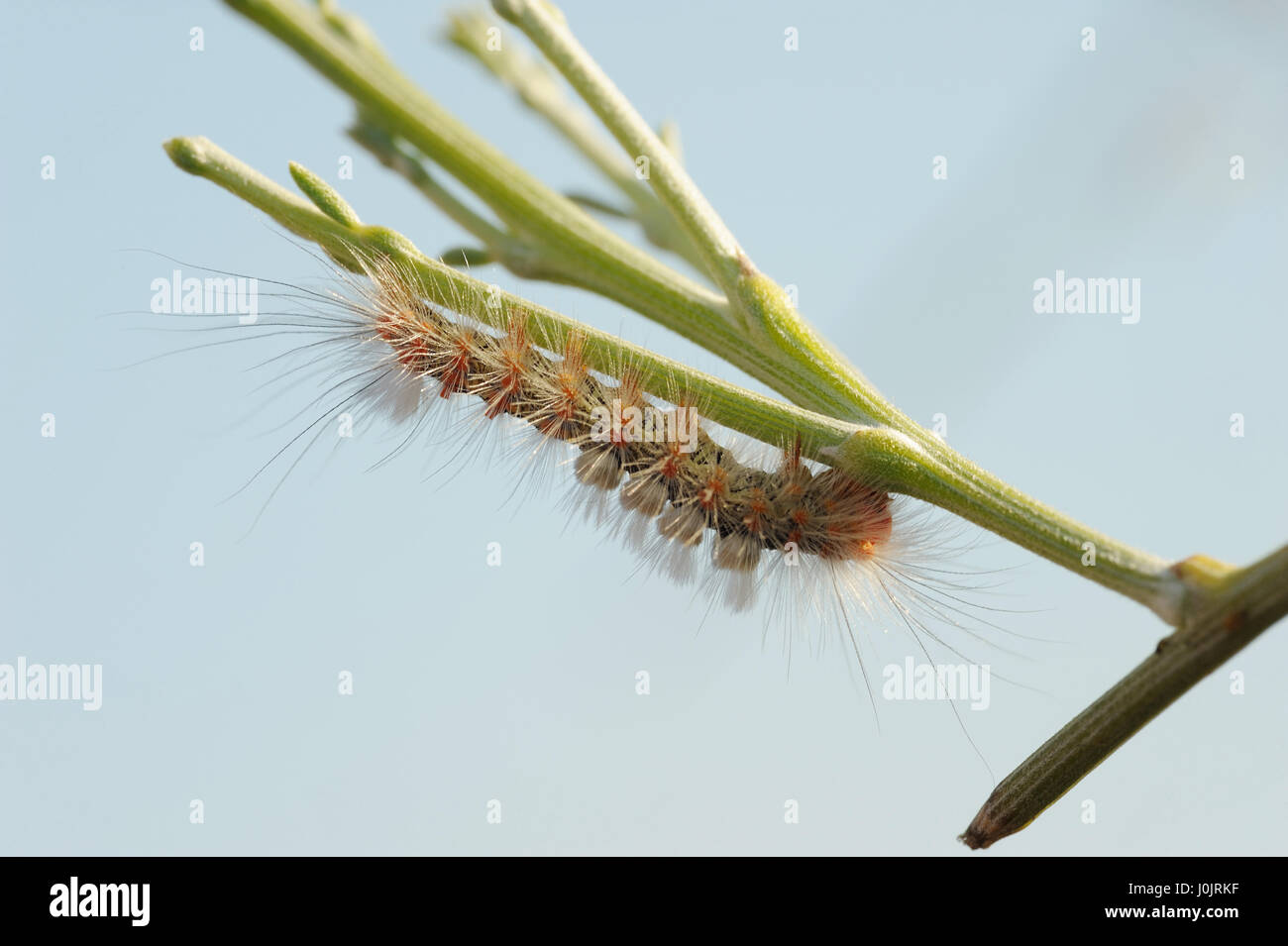 Closeup of the nature of Israel - furry caterpillar Stock Photo - Alamy