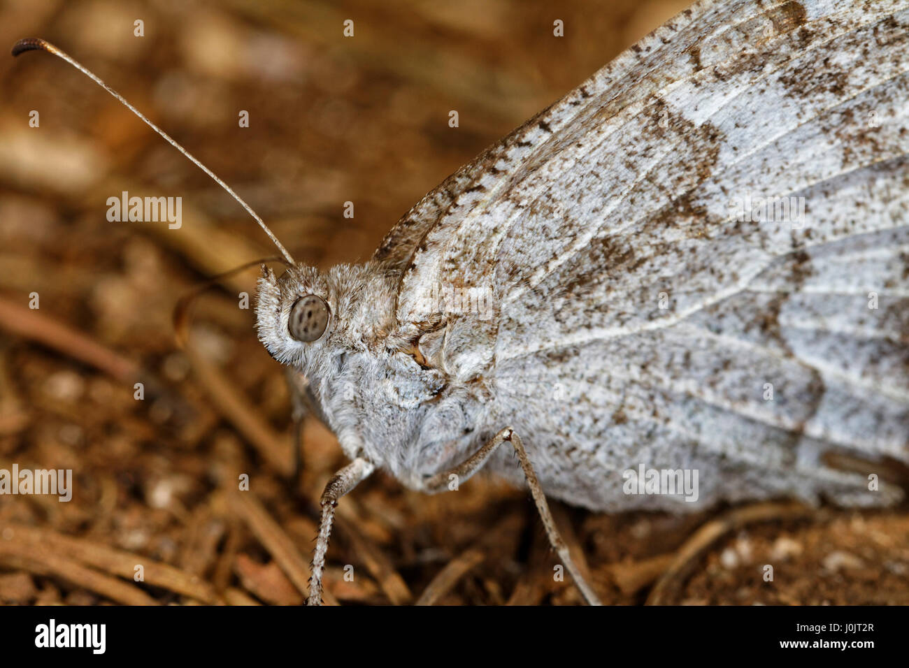 Butterfly on the ground of the pine forest, Telašćica Nature Park ...