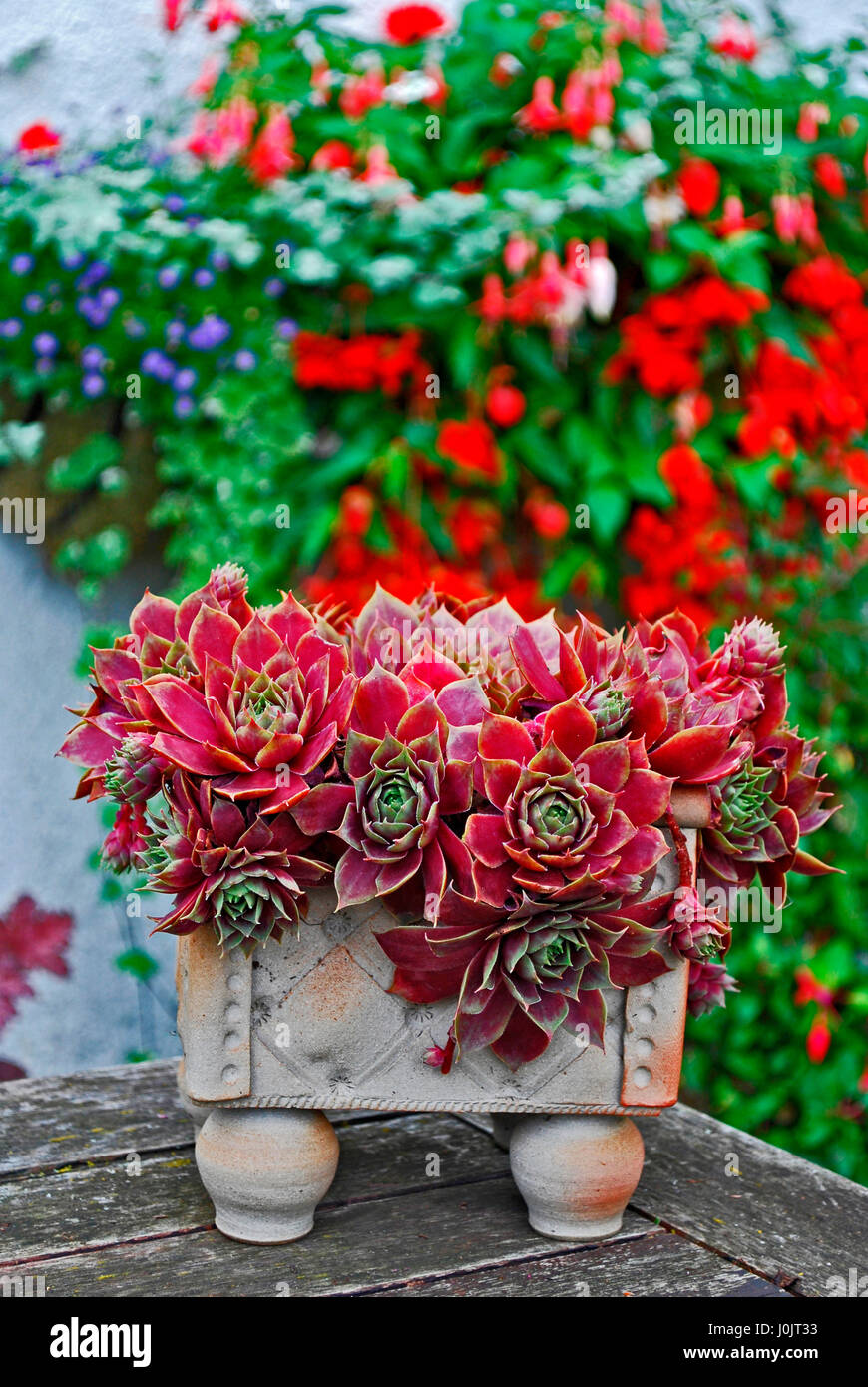 Succulents hi-res stock photography and images - Alamy
