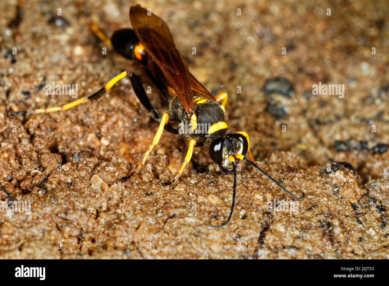 The close-up of the yellow-legged mud-dauber wasp (Sceliphron ...