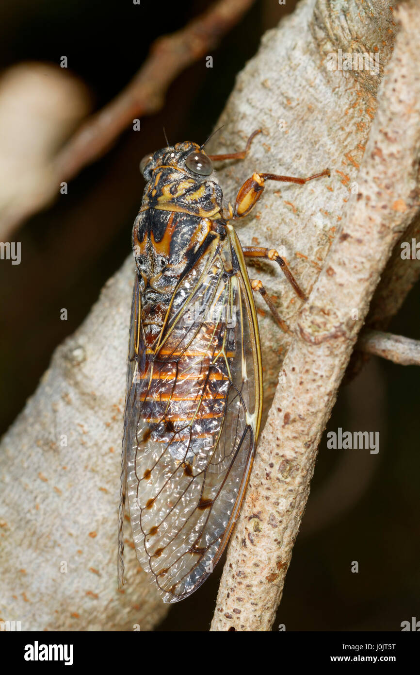 A cicada on a tree branch, Telašćica Nature Park Stock Photo - Alamy