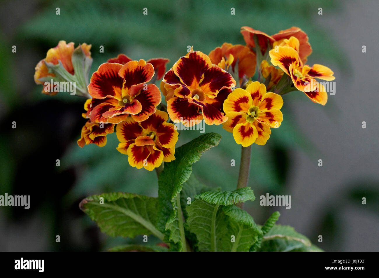Orange primula flowers hi-res stock photography and images - Alamy