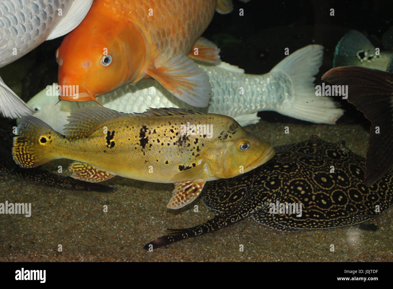 When there are a lot of fish in the aquarium Stock Photo - Alamy