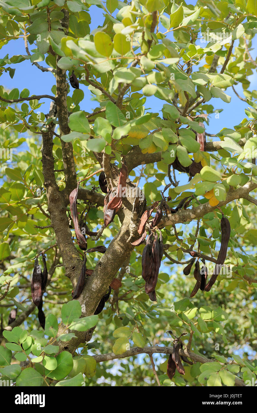 Leaves and pods of the carob tree in the park of Jerusalem Stock Photo ...