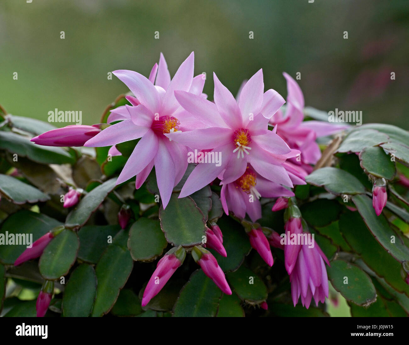 Conservatories hi-res stock photography and images - Alamy