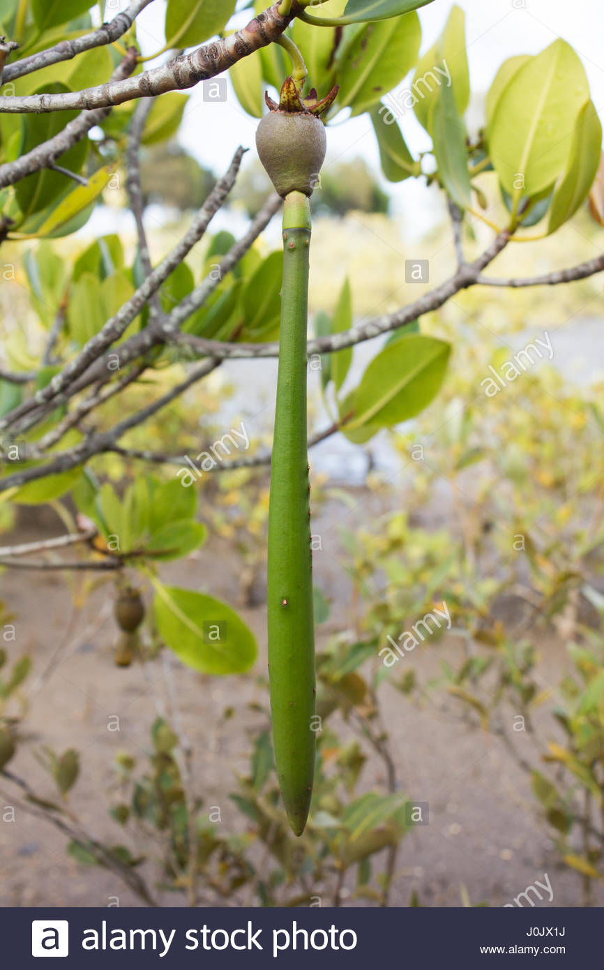 Stylosa Stock Photos & Stylosa Stock Images - Alamy