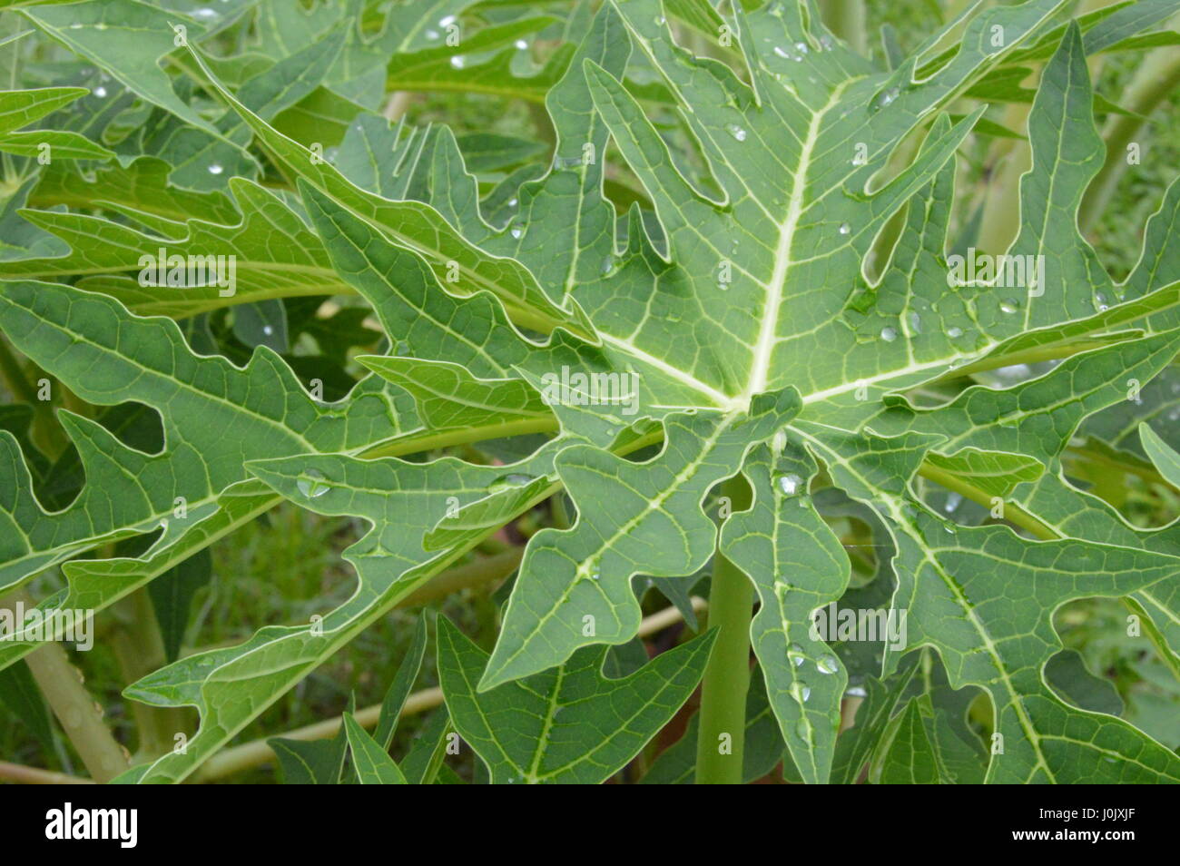 Leaves of the papaya tree Stock Photo - Alamy