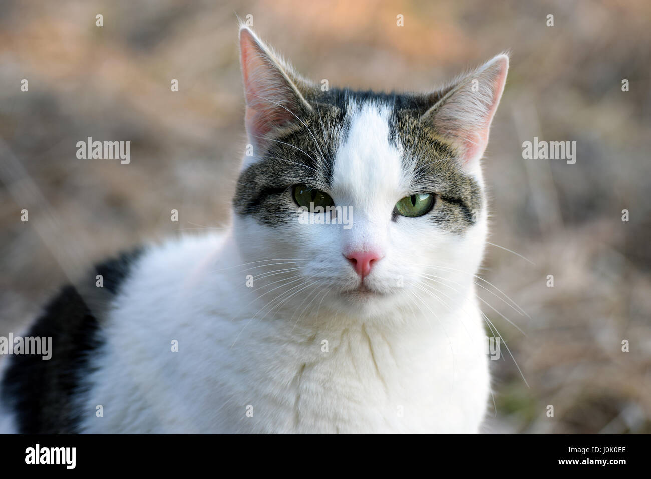 Domestic cat looking at camera. Horizontal outdoors picture Stock Photo ...