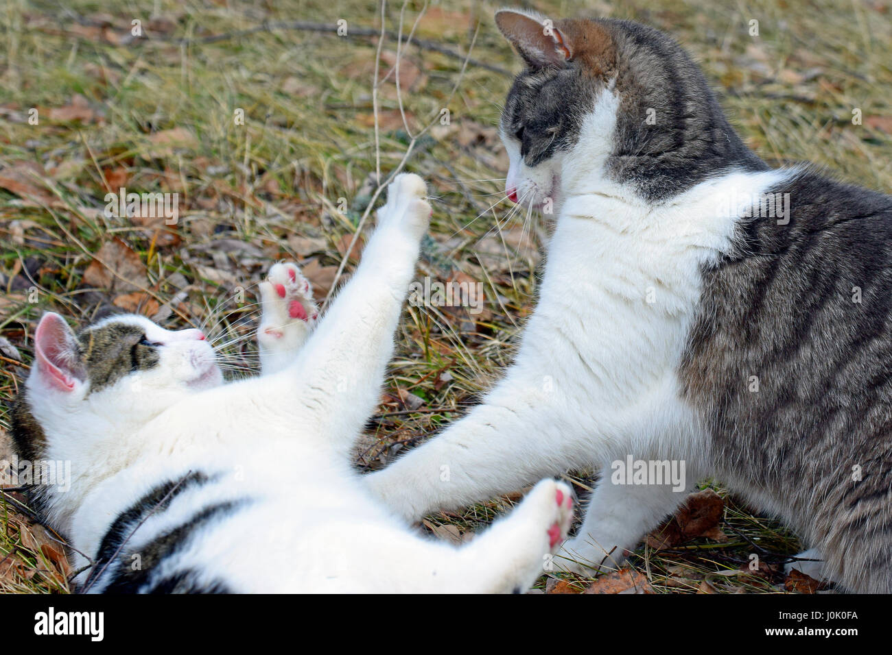 Domestic cats playing outdoors Stock Photo - Alamy