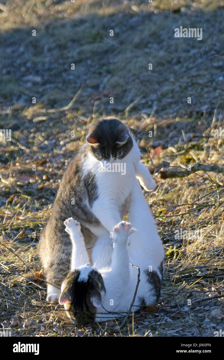 Cats fighting outdoors Stock Photo - Alamy