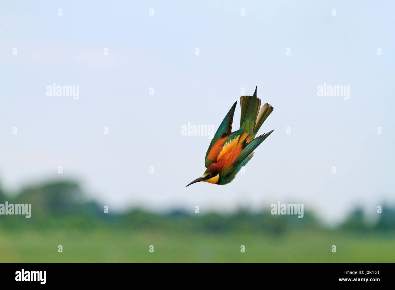 bee-eaters wings folded diving from the sky,natural wonders and ...