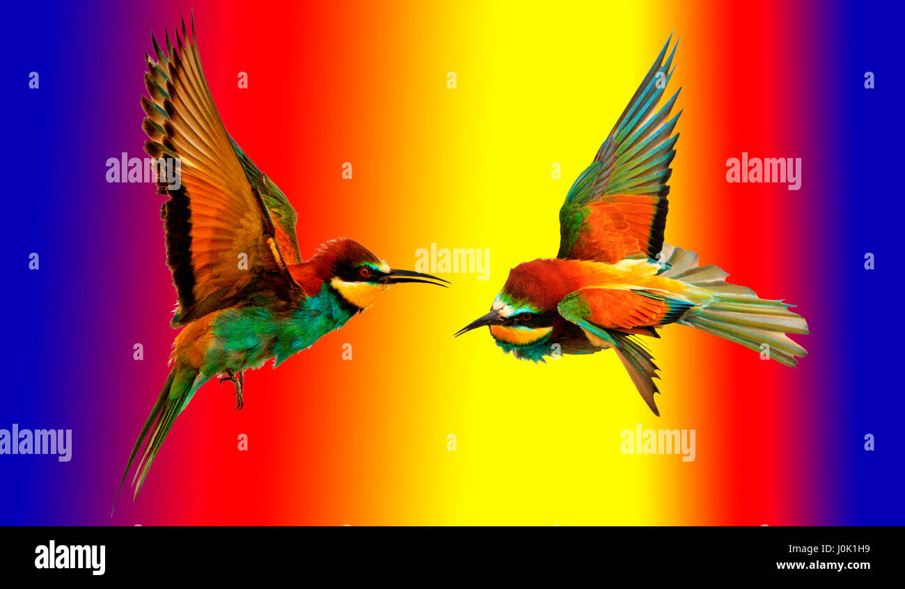 pantone colors and colored birds flying,natural wonders and beautiful ...