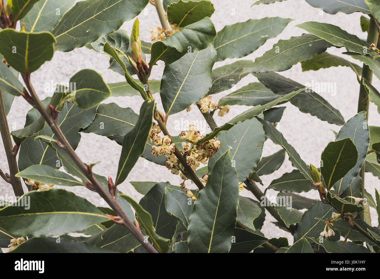 laurel in bloom Stock Photo - Alamy