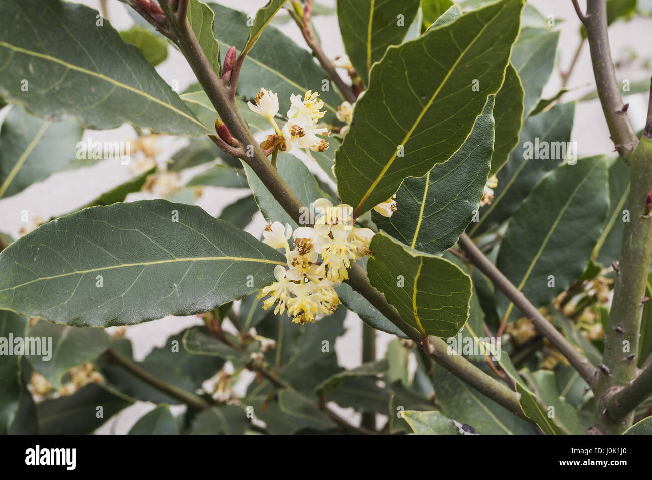 Curly laurel hi-res stock photography and images - Alamy