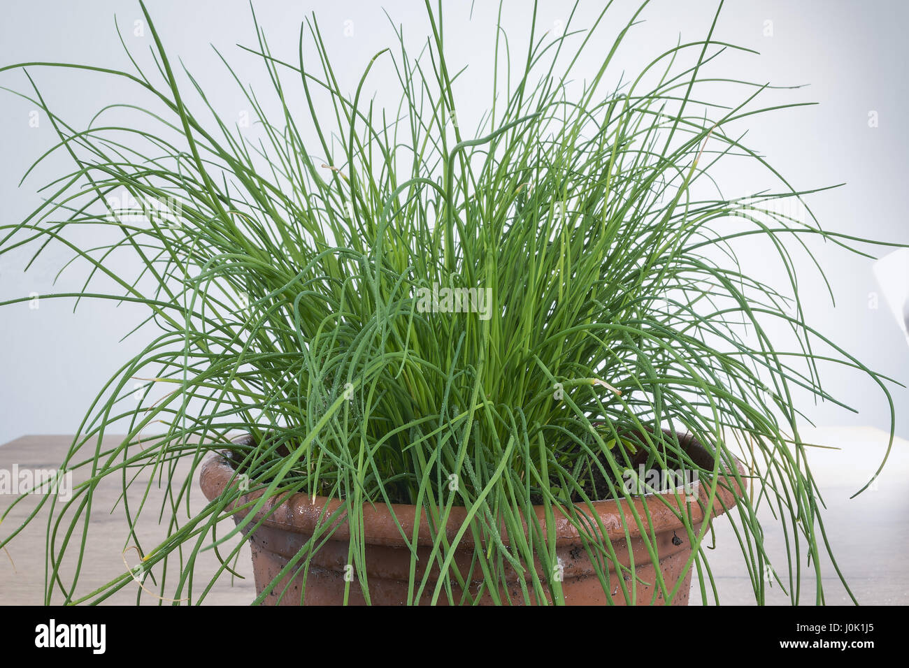 Curly chives hi-res stock photography and images - Alamy