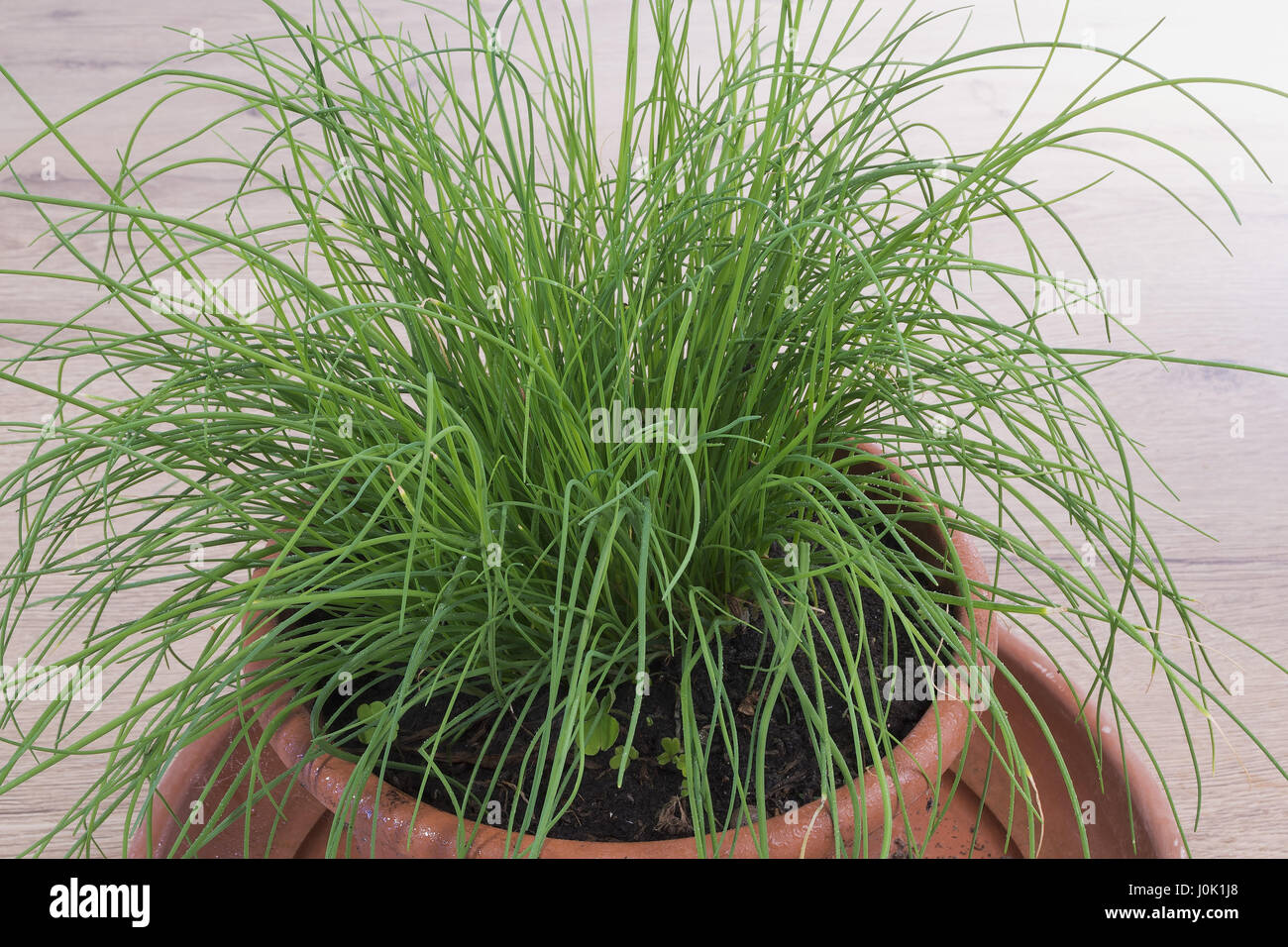 potted chives from the bottom Stock Photo - Alamy