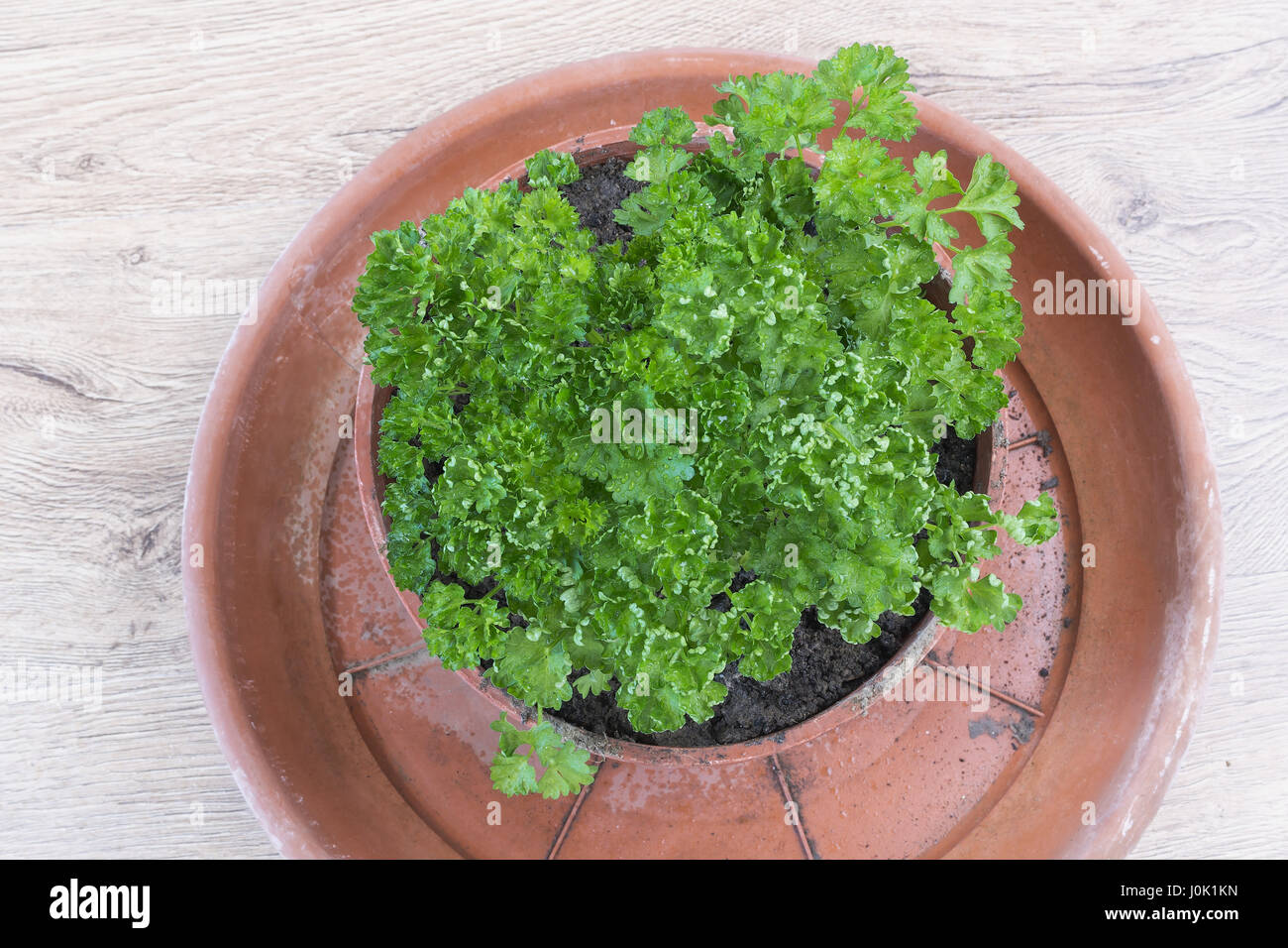 Curly chives hi-res stock photography and images - Alamy