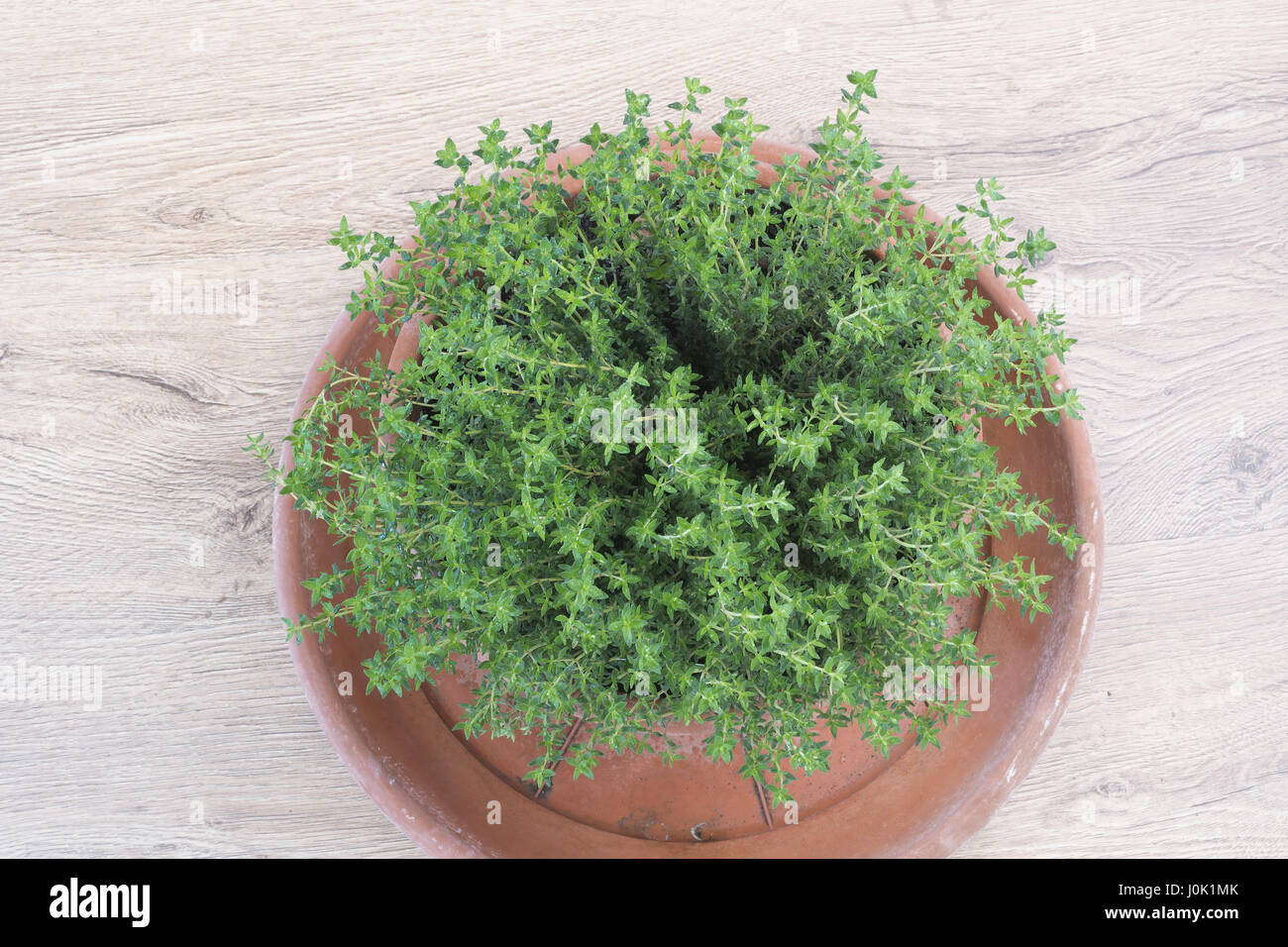 thyme top jar Stock Photo - Alamy