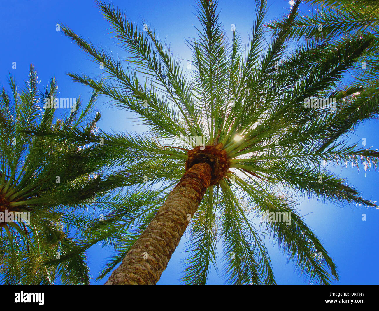 Sun sunshine palm tree hi-res stock photography and images - Alamy