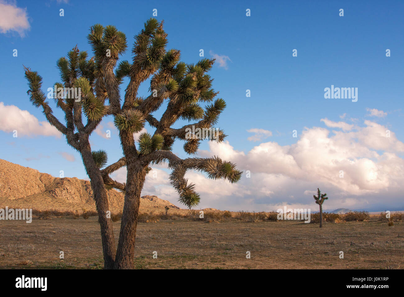 A large Joshua Tree in the Mojave Desert in California with a partly ...