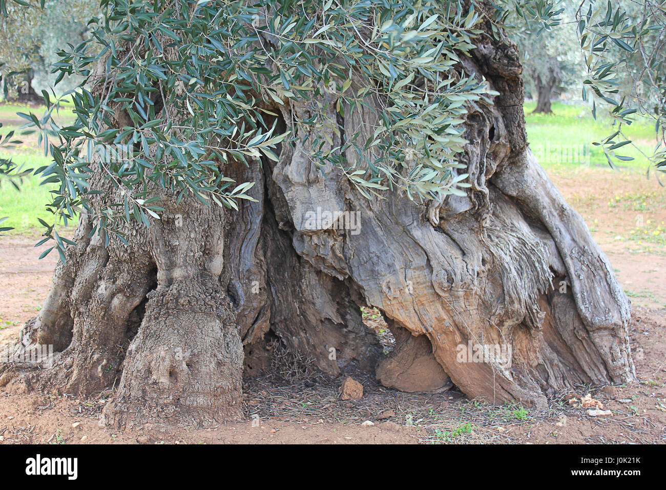 a base of an olive trunk Stock Photo - Alamy