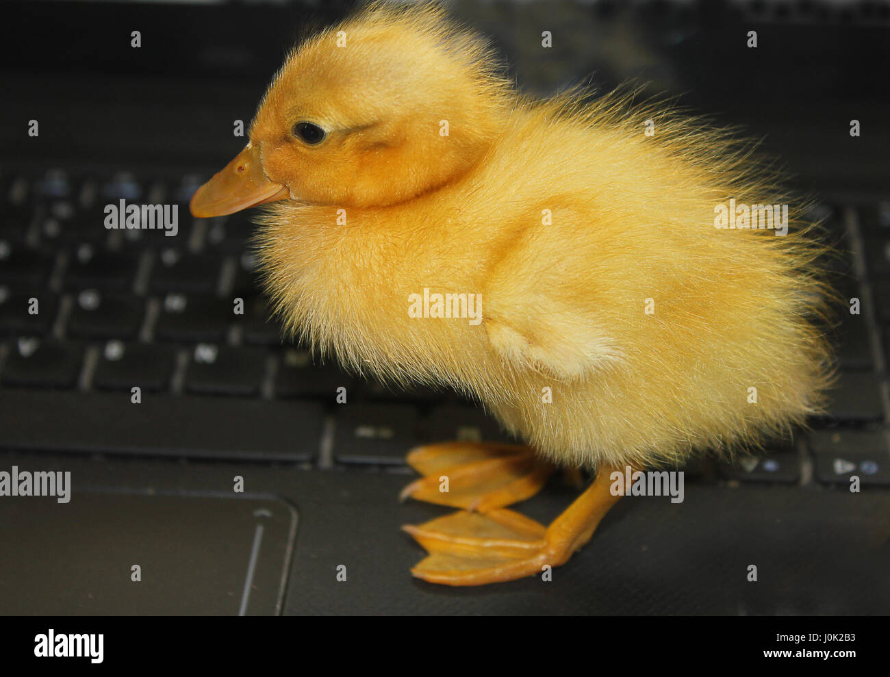 a duck running on the keyboard of the computer Stock Photo - Alamy