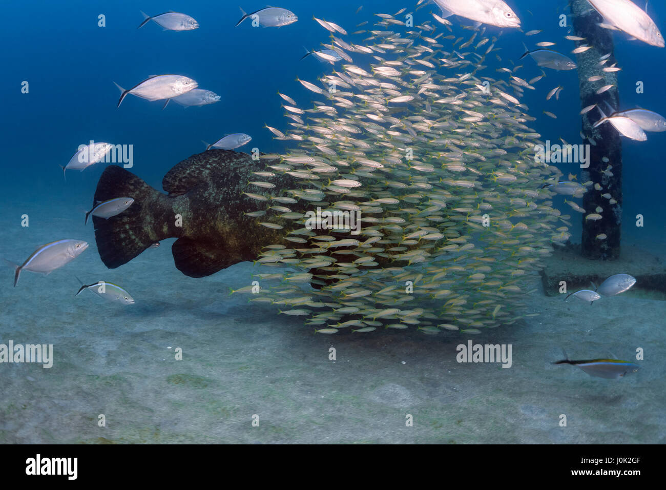 Atlantic goliath grouper (Epinephelus itajara) or Jewfish is the world ...
