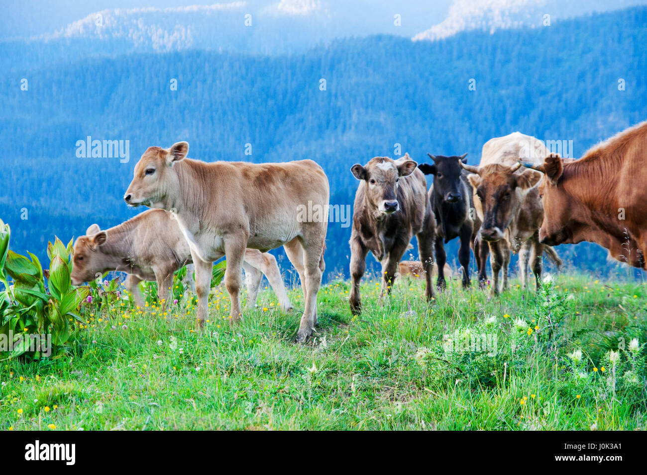Cows graze on alpine meadows in the Caucasus Stock Photo - Alamy