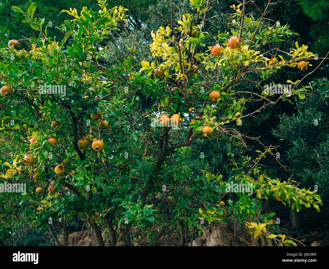 Pomegranate tree orchard in israel hi-res stock photography and images ...
