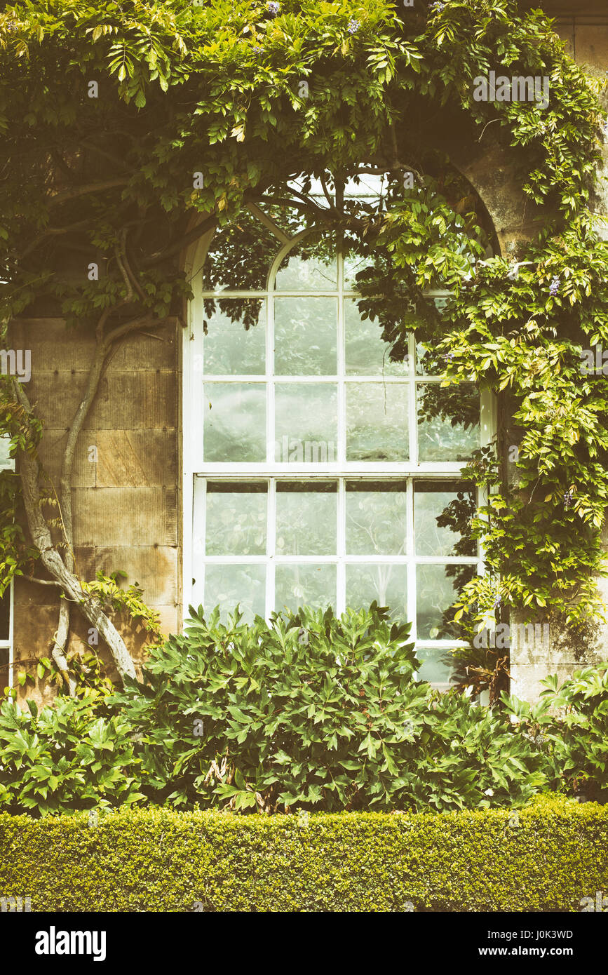 Old window covered in leaves Stock Photo - Alamy