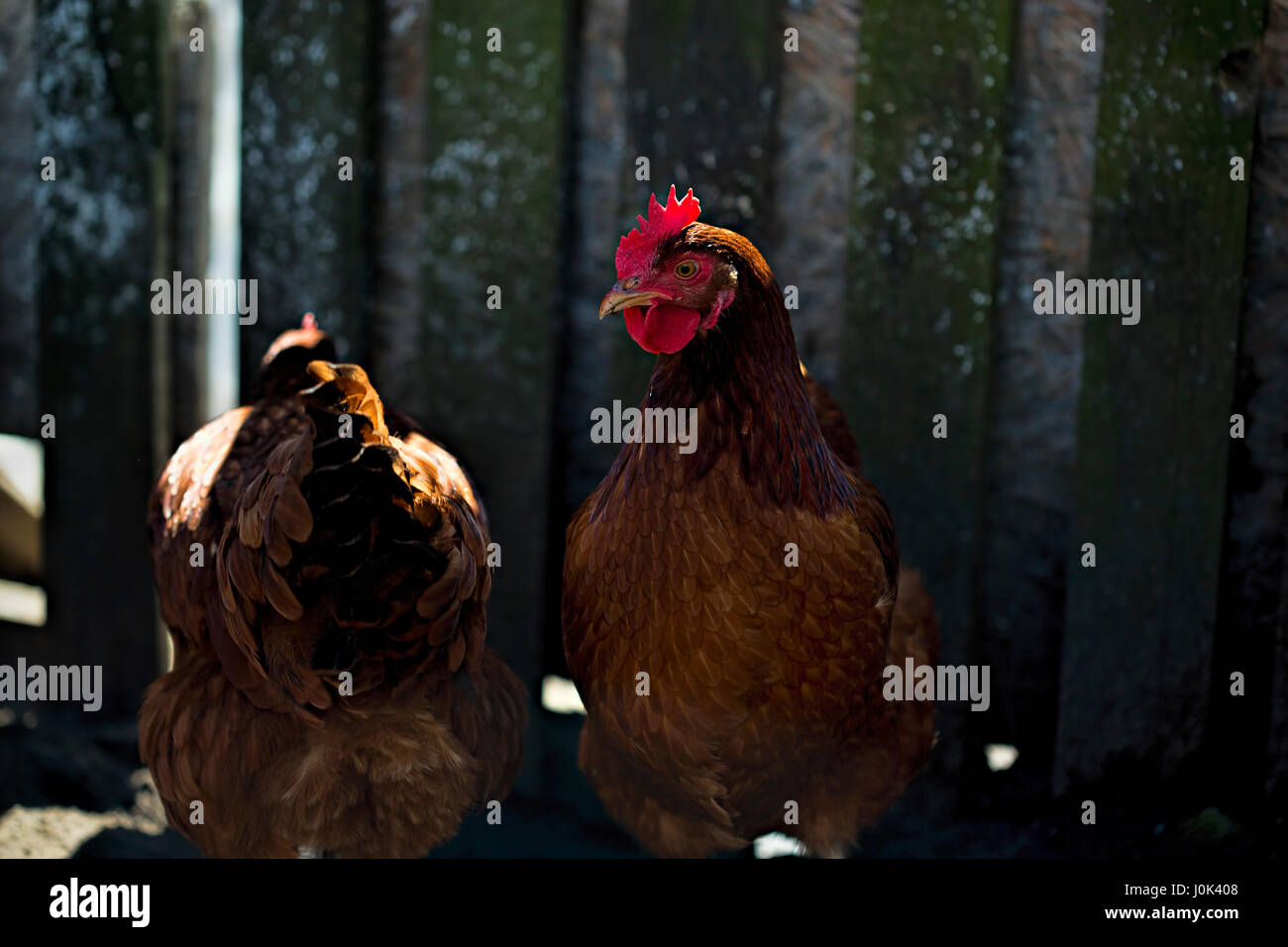 Chicken hen farm Stock Photo - Alamy