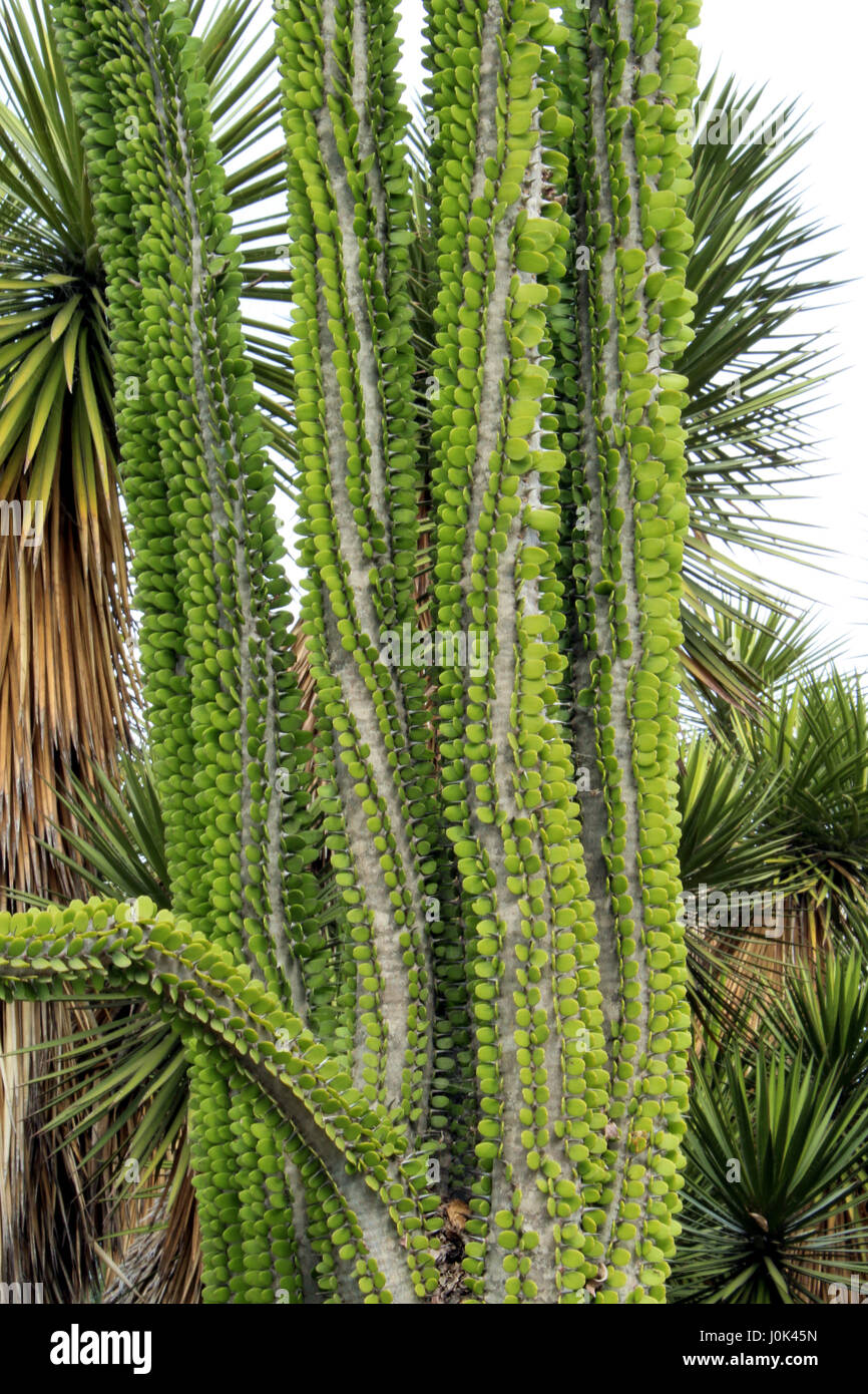 Ocotillo cactus hi-res stock photography and images - Alamy